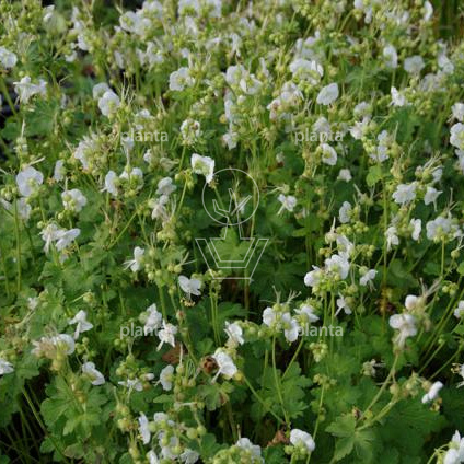 geranium white ness