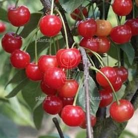 Prunus cerasus 'Morel' | Planta