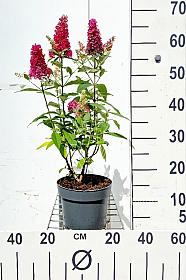 Buddleja davidii 'Little Ruby' C3, LEV | Planta