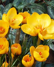 Crocus chrysanthus 'Goldilocks' 5/+ per 100 | Planta