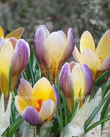Crocus chrysanthus 'Advance' 5/+ per 250 | Planta