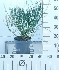 Cytisus x boskoopii 'Windlesham Ruby' C4, LEV | Planta