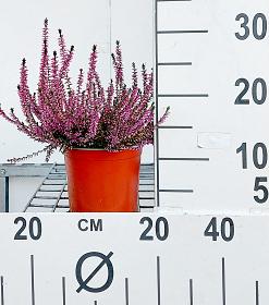 Calluna vulgaris 'Marleen' C1.5, LEV | Planta