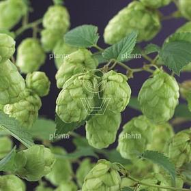 Humulus lupulus 'Nordbrau' | Planta