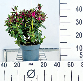 Hebe addenda 'Donna Eva Pink' C2, LEV | Planta