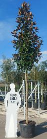 Magnolia grandiflora 'Goliath' 16-18, CONT | Planta