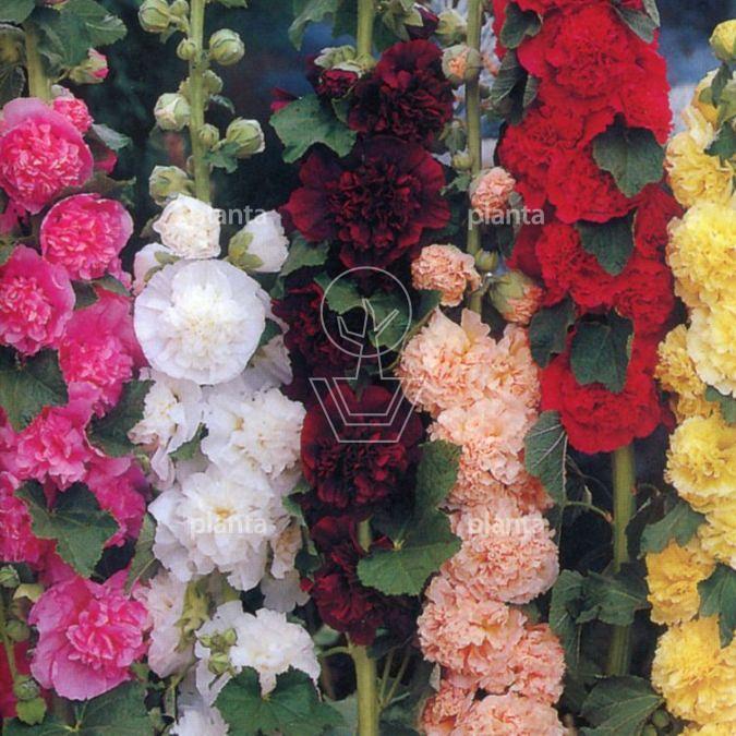 Alcea rosea 'Charter's Double Hybrids' | Planta