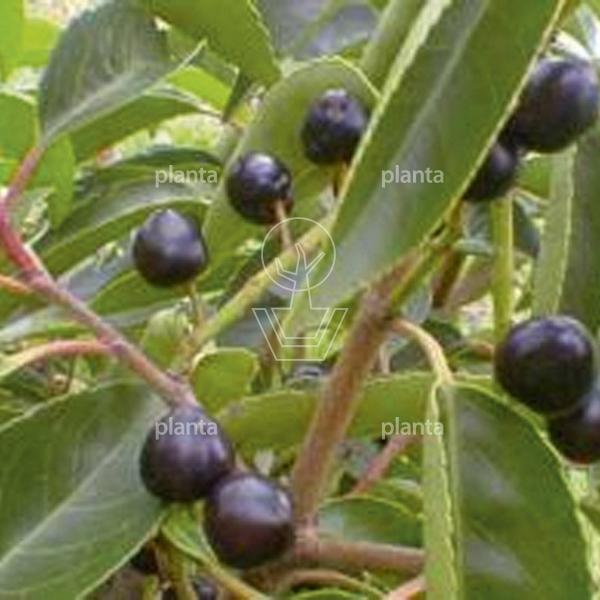 Prunus lusitanica 'Angustifolia' Quick Hedge HAAGELEMENT (L)100x(H)120 ...