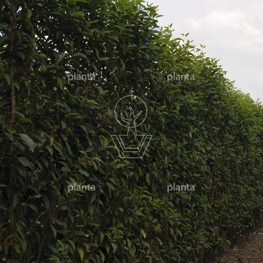 Prunus lusitanica 'Angustifolia' Quick Hedge HAAGELEMENT (L)100x(H)120 ...