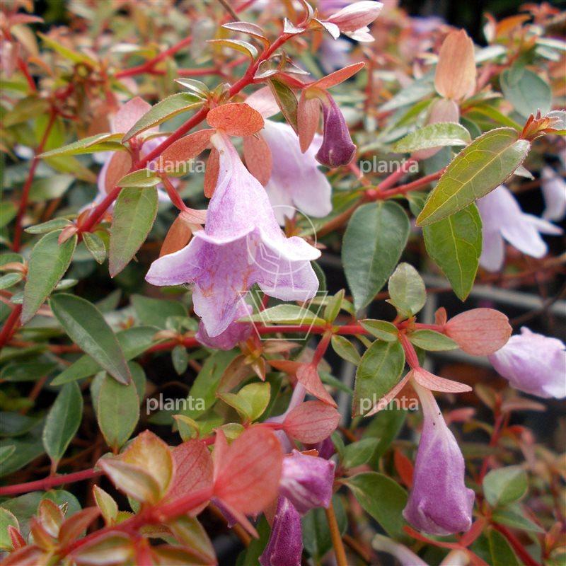 Abelia grandiflora 'Pinky Bell's' (Lyn) C3, LEV | Planta