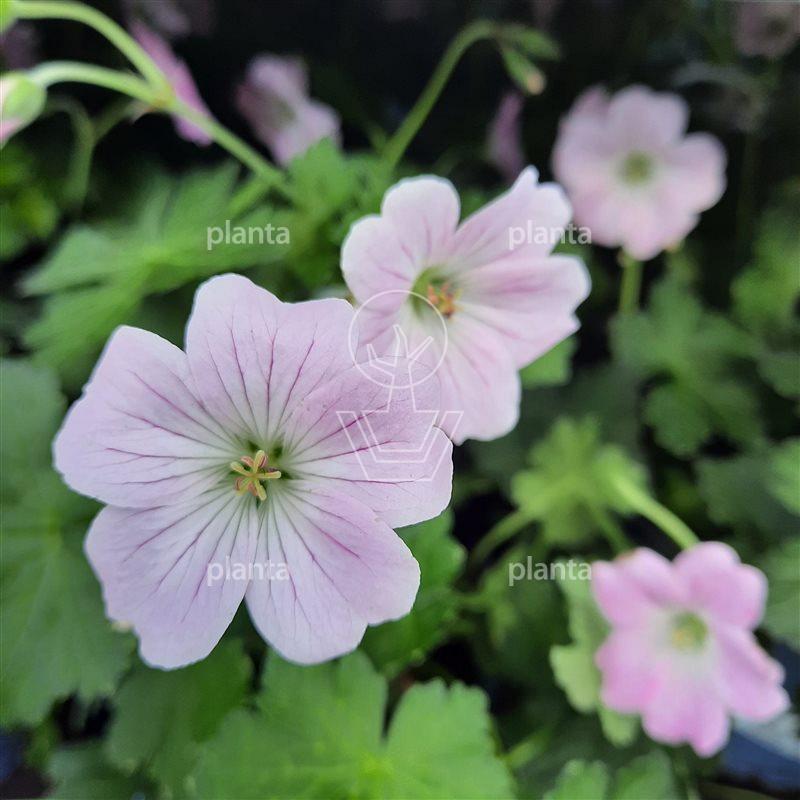 Geranium 'Dreamland' | Planta