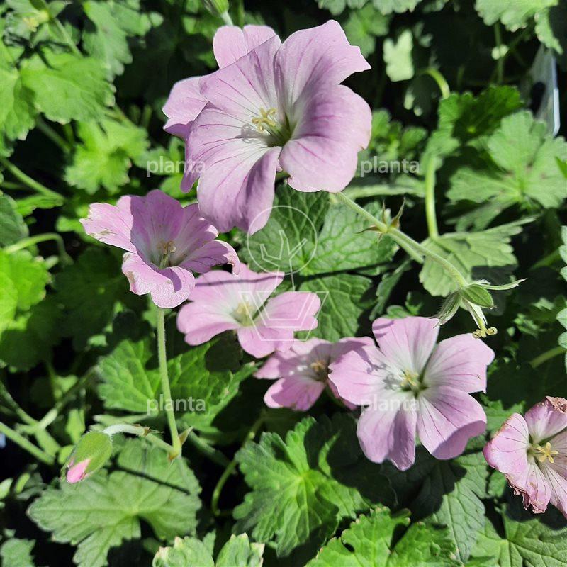 Geranium 'Dreamland' | Planta