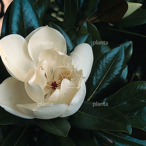 Magnolia grandiflora 'Goliath' | Planta