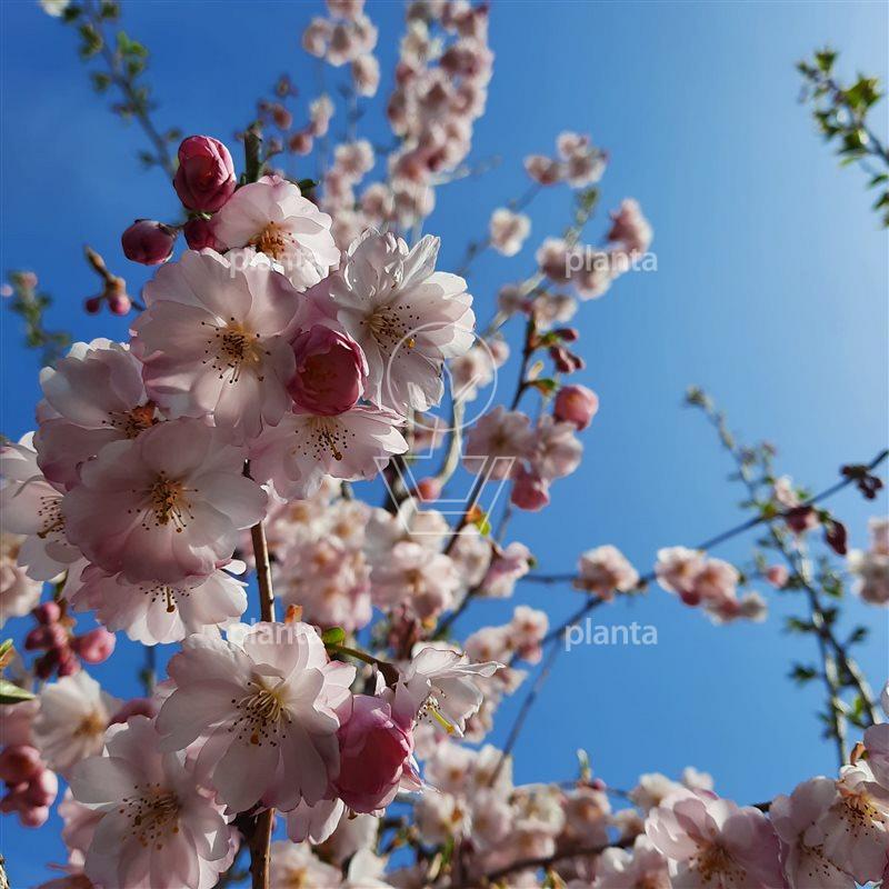 Prunus dulcis 'Robijn' | Planta