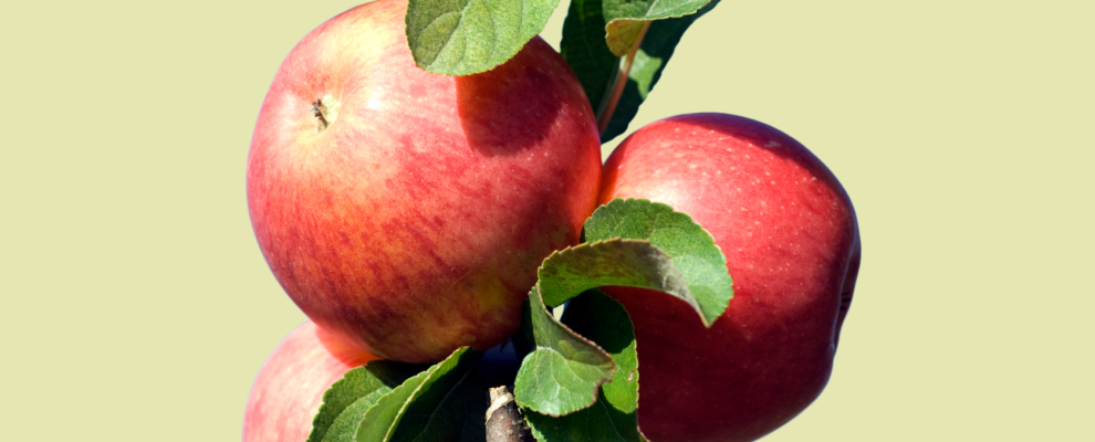 Appelbomen | Planta
